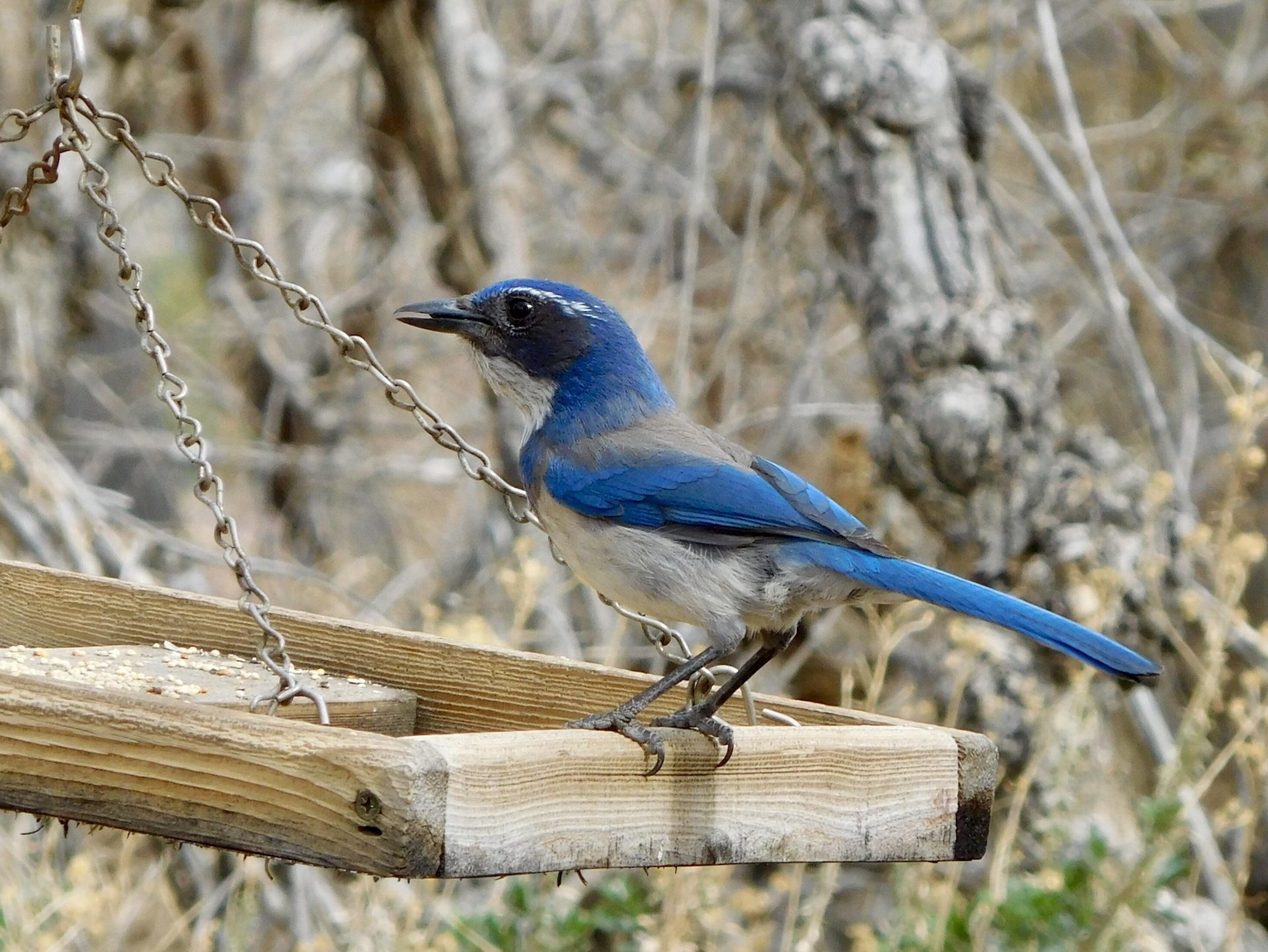 Big Morongo Canyon Preserve – Parks